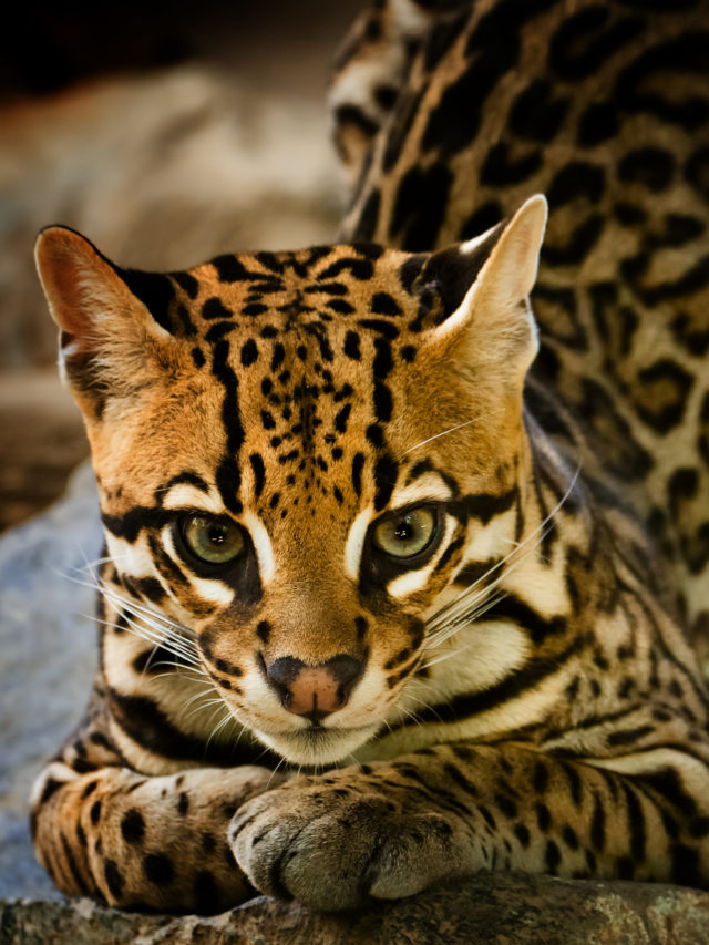 10 emblemáticos animales en peligro de extinción - Infobae Stories