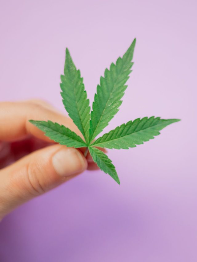 Las Consecuencias De La Marihuana Infobae Stories 