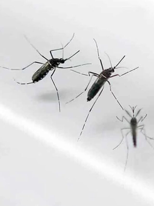 Invasión De Mosquitos En El Amba Infobae Stories 3851